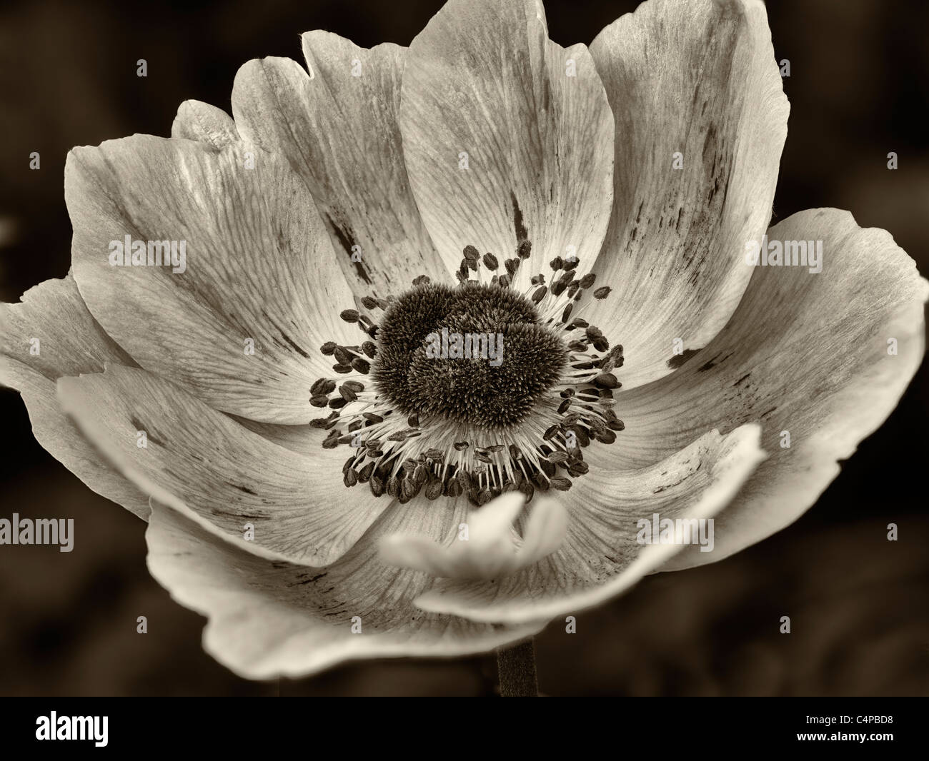 Close up of purple Anemone Stock Photo - Alamy