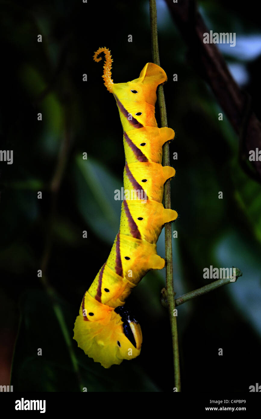 Caterpillar crawling down Stock Photo - Alamy