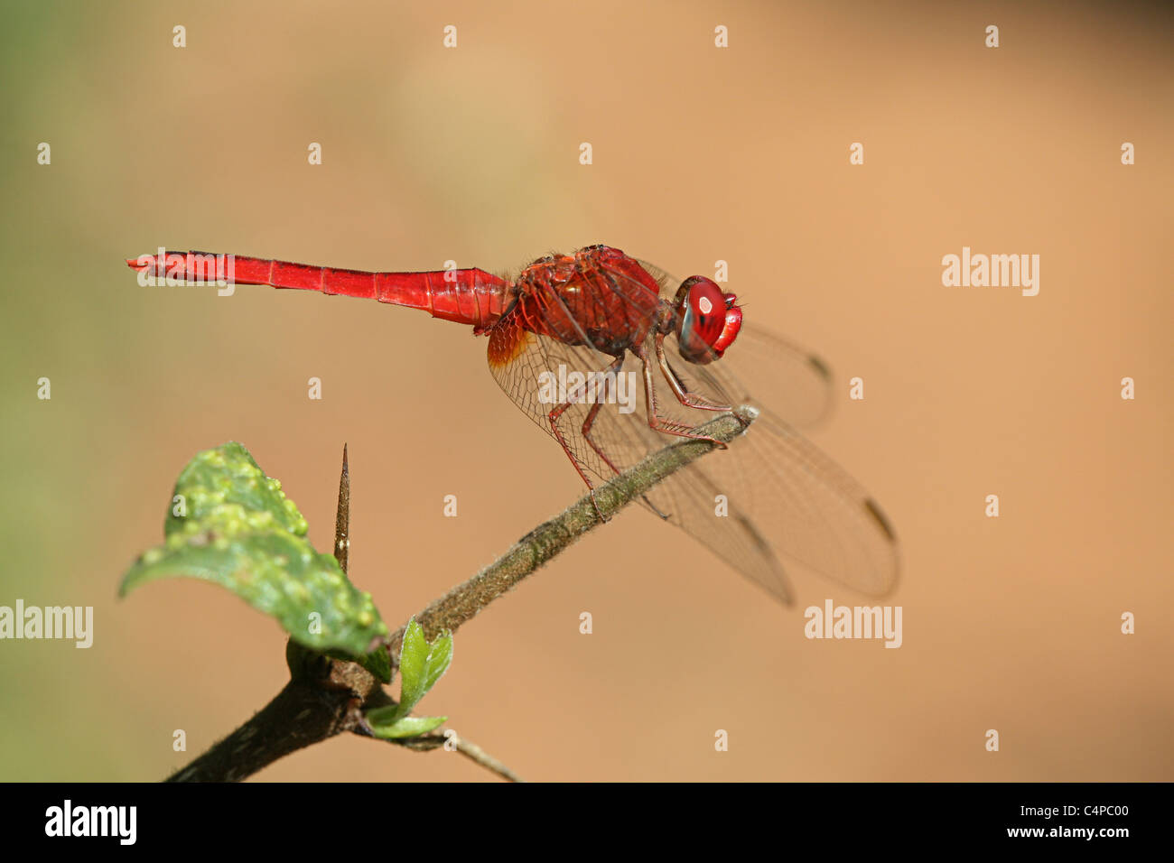 Orange winged dropwing trithemis kirbyi hi-res stock photography and ...