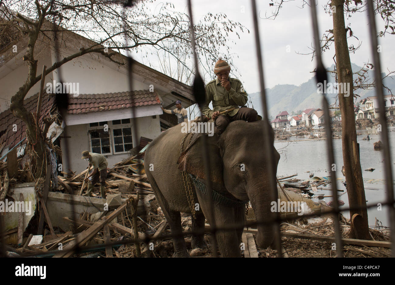 Tame elephants are used to help move the wreckage caused by the tsunami ...