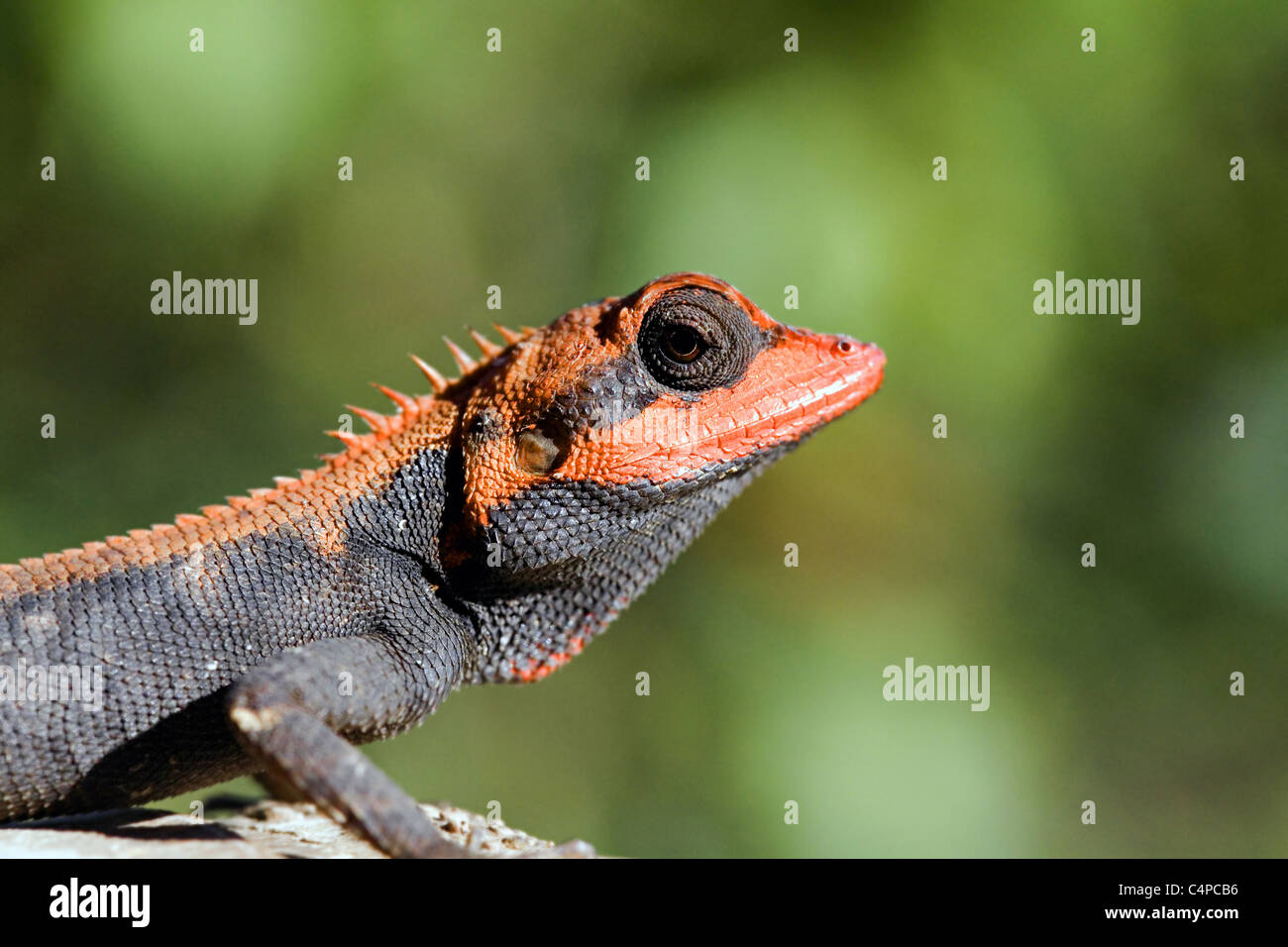 Oriental garden lizard calotes versicolor hi-res stock photography and ...