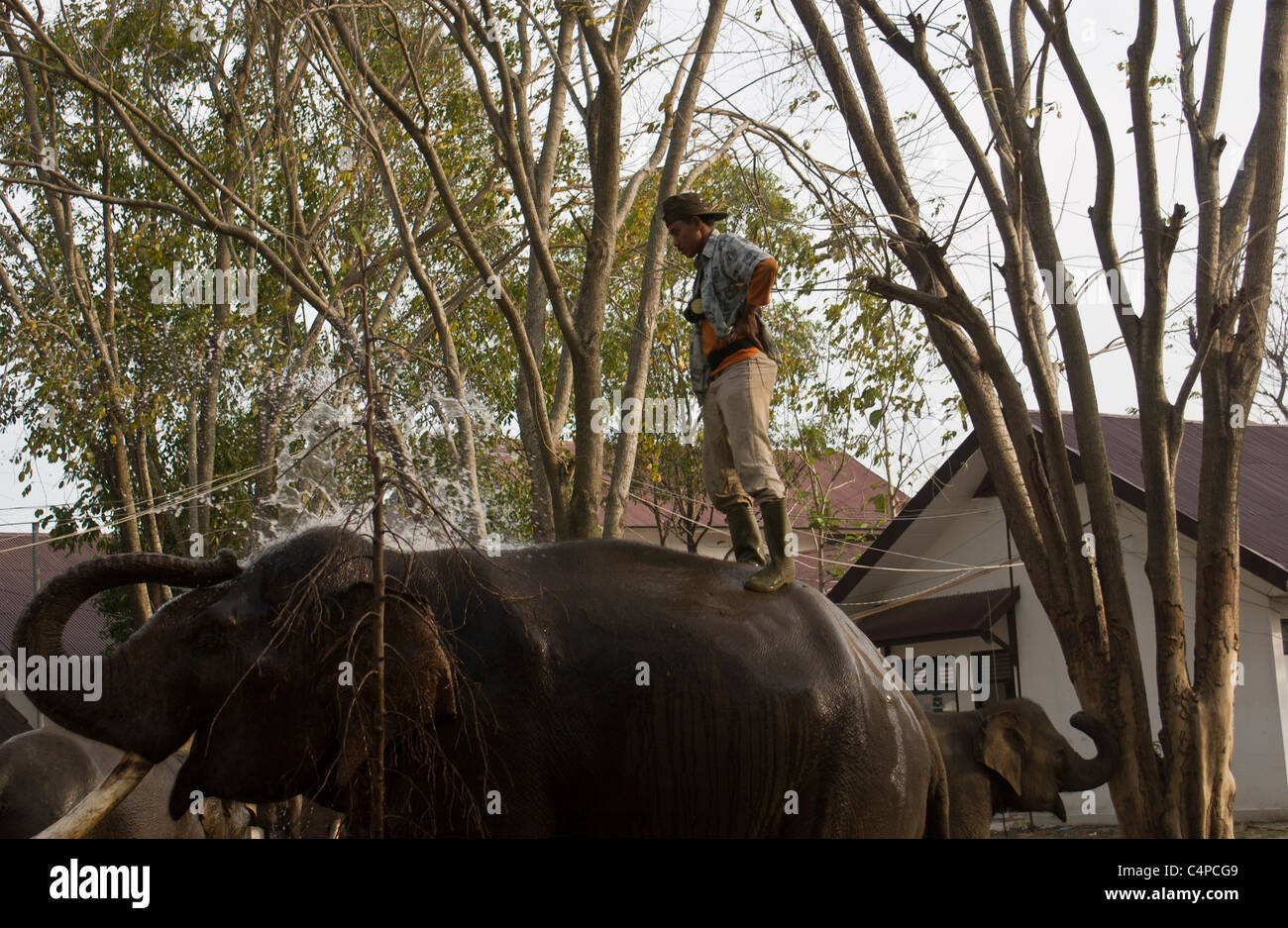 Tame elephants are used to help move the wreckage caused by the tsunami ...