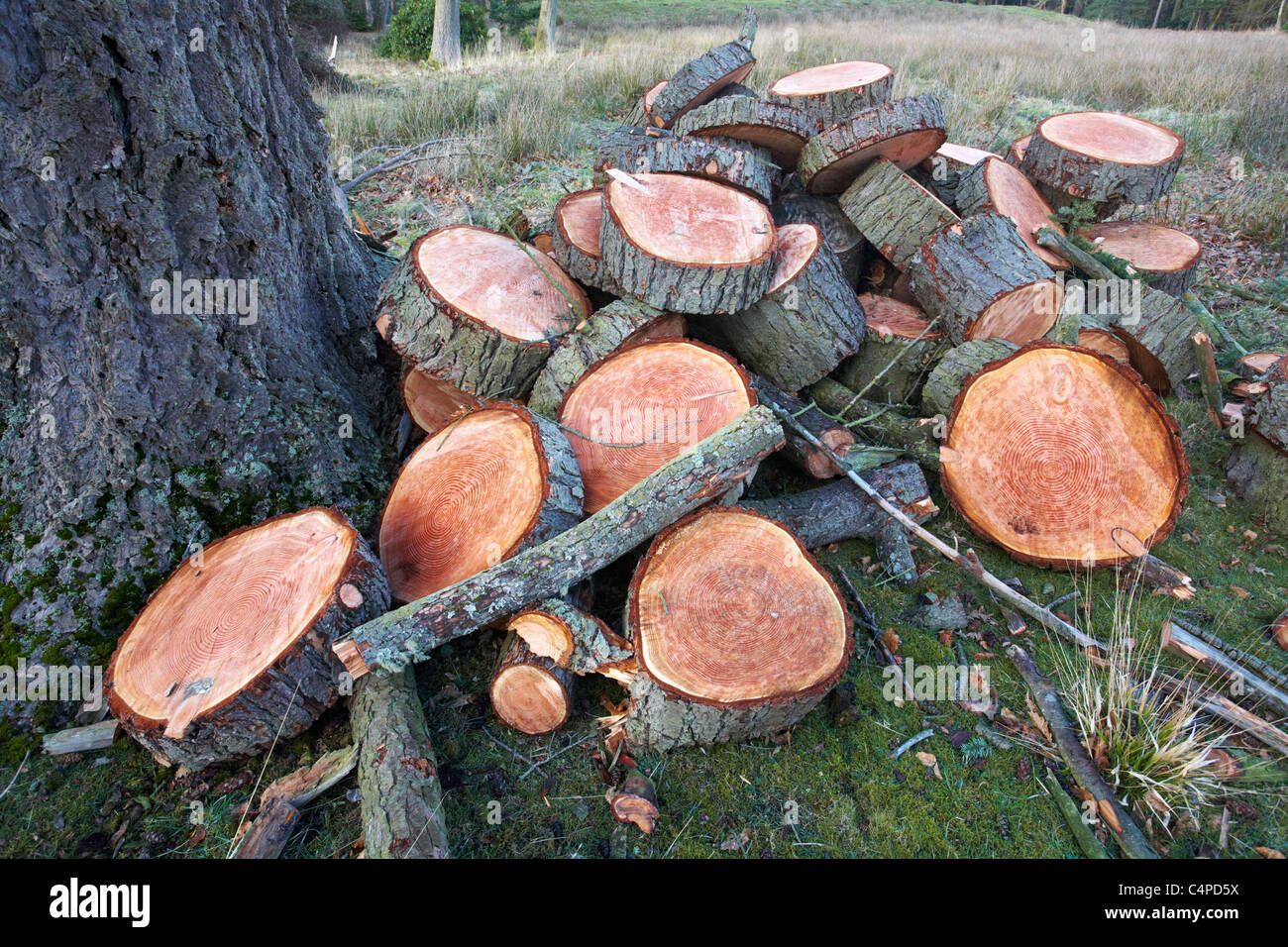 felled tree chopped up into logs Stock Photo - Alamy