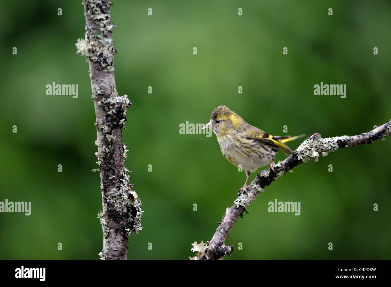 Female spinus spinus hi-res stock photography and images - Alamy