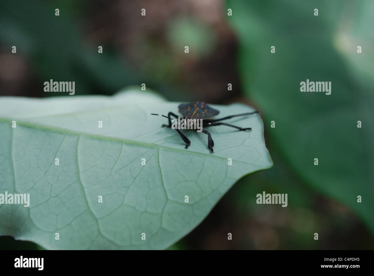 Bug close hi-res stock photography and images - Alamy