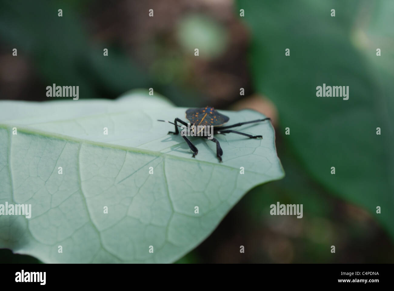 Bug close hi-res stock photography and images - Alamy