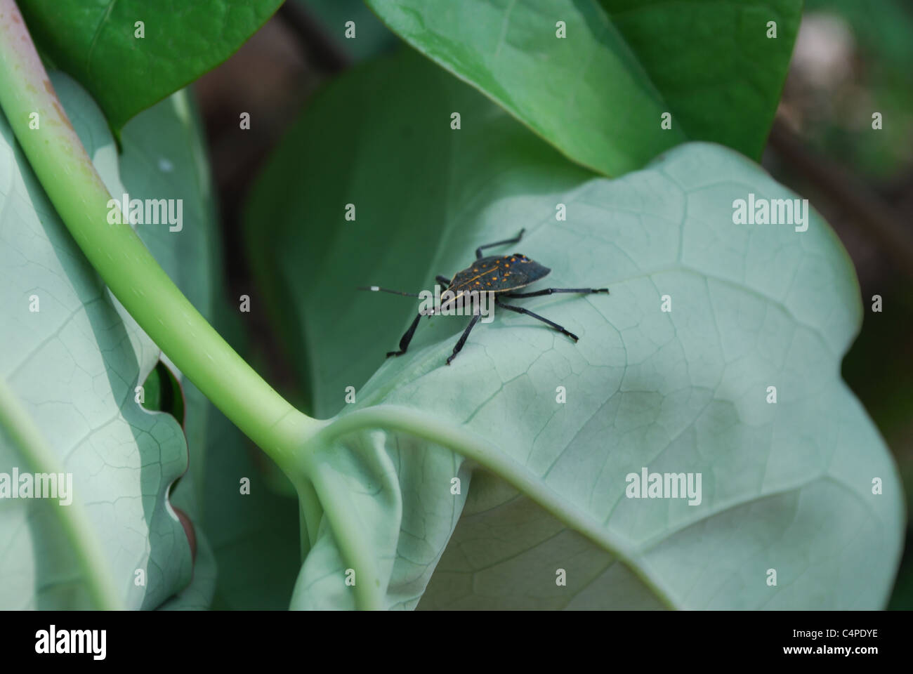 Bug dot bug hi-res stock photography and images - Alamy