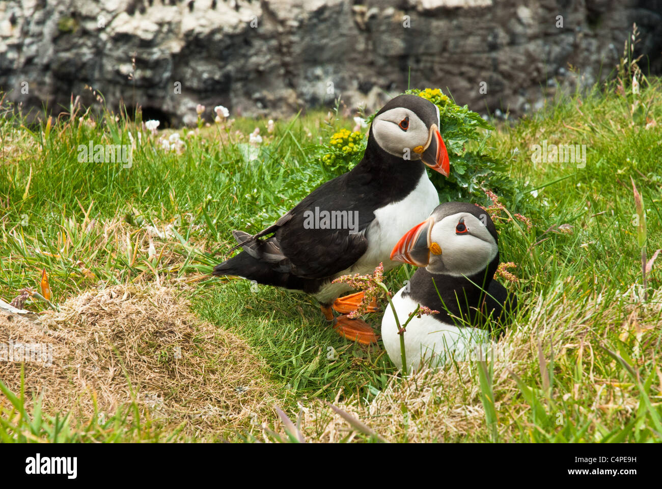 A pair of brightly coloured puffins standing together by their nesting ...