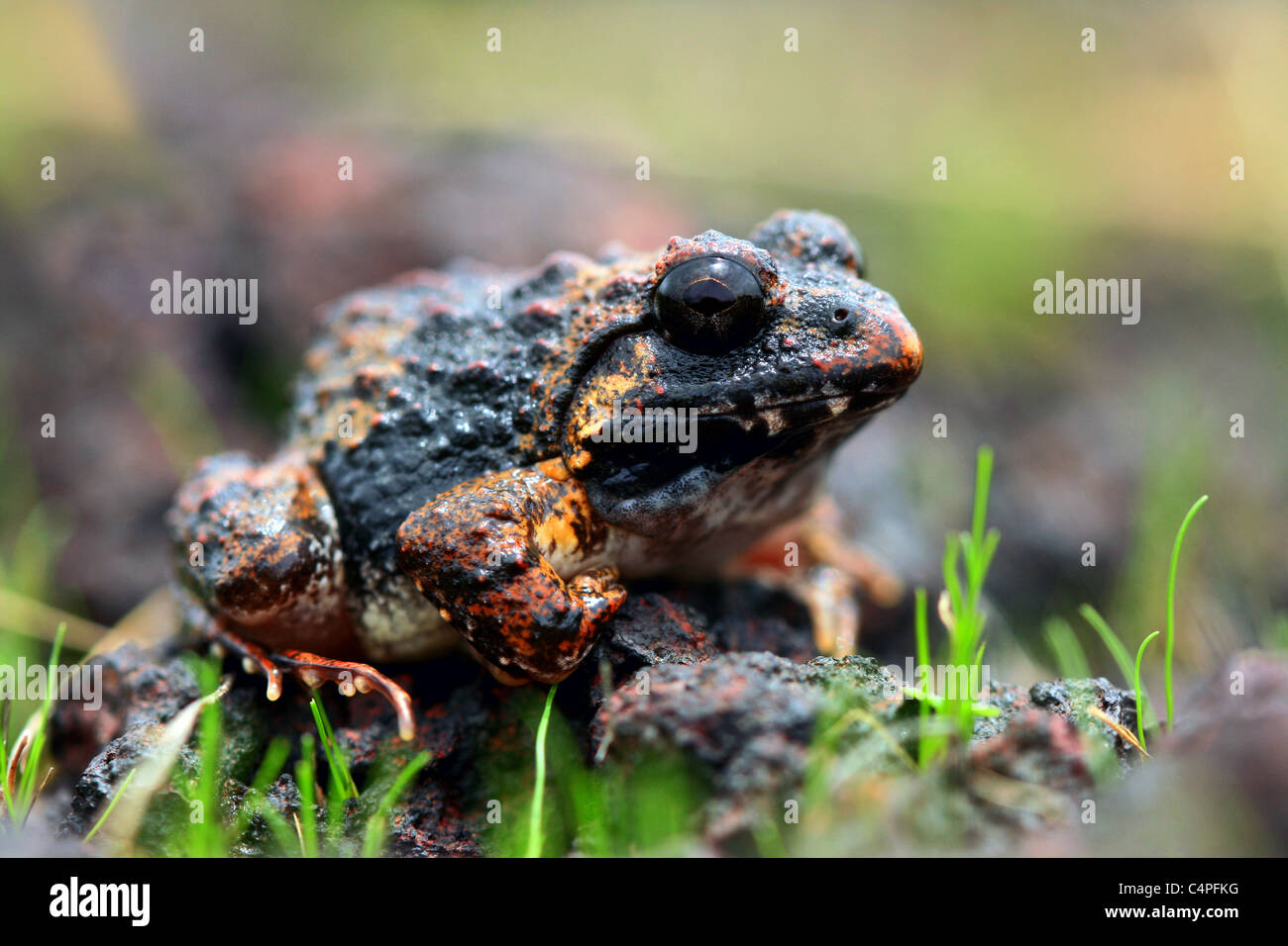 Burrowing frog hi-res stock photography and images - Alamy