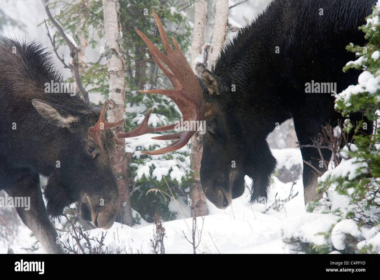 During fighting hi-res stock photography and images - Alamy