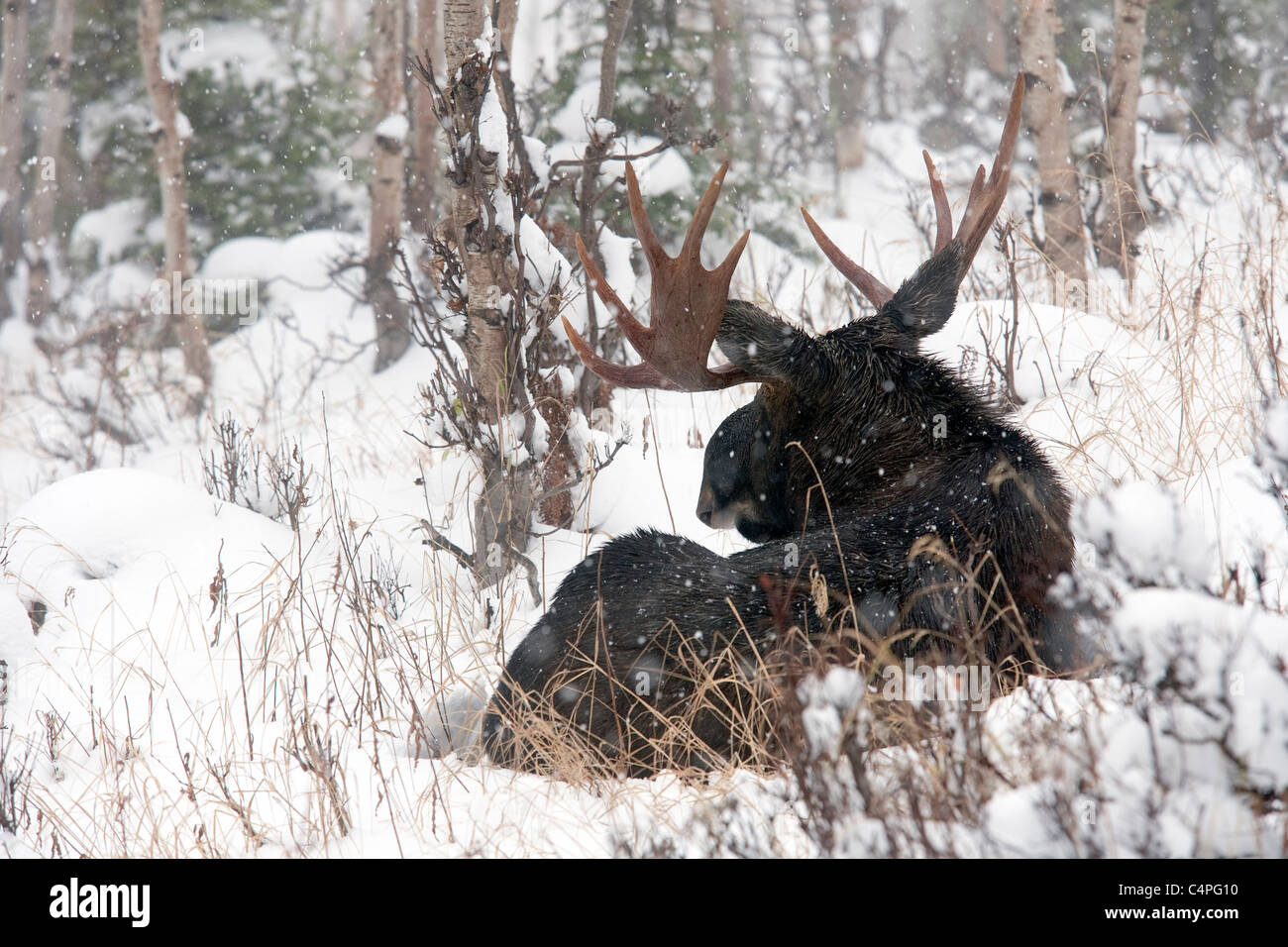 Moose Lying Down Stock Photos & Moose Lying Down Stock Images - Alamy