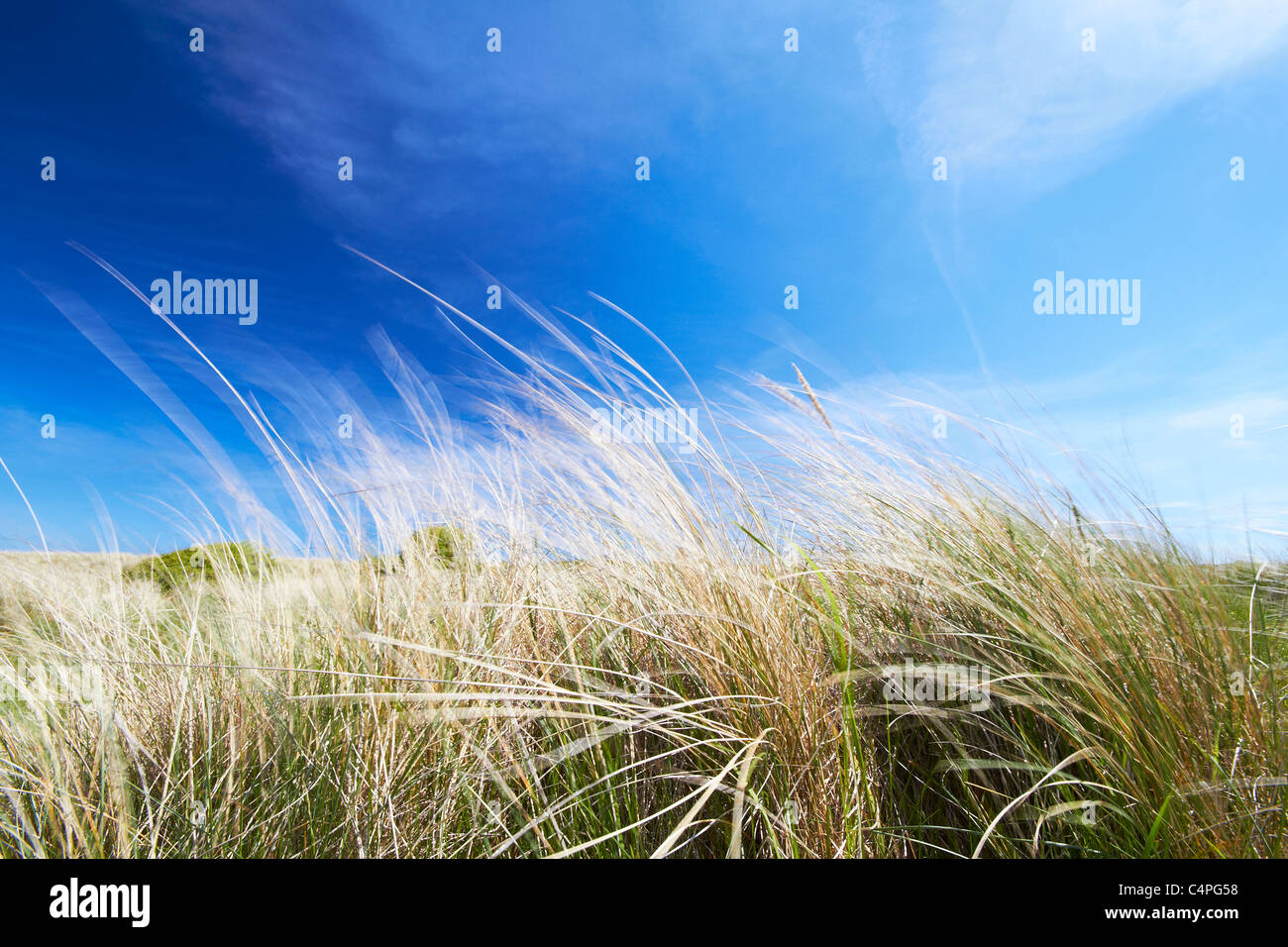 Blowing swaying hi-res stock photography and images - Alamy