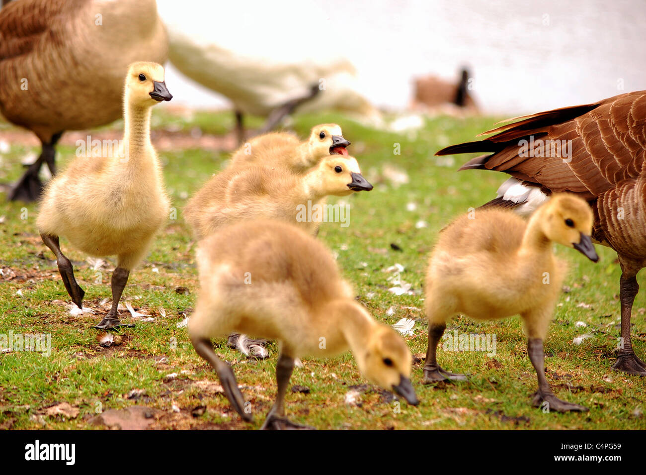 Gosling bird hi-res stock photography and images - Alamy