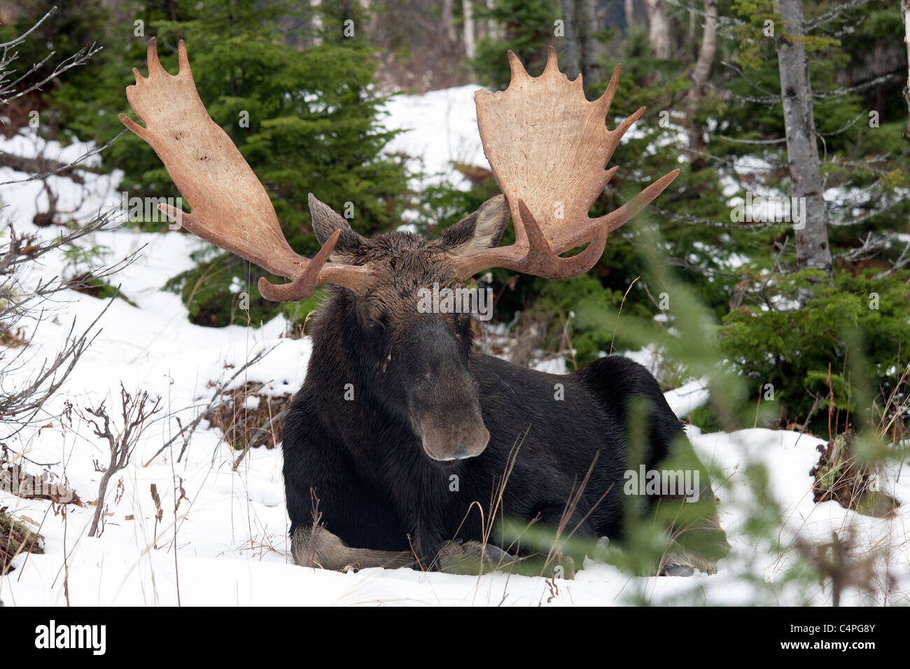Moose Lying Down Stock Photos & Moose Lying Down Stock Images - Alamy