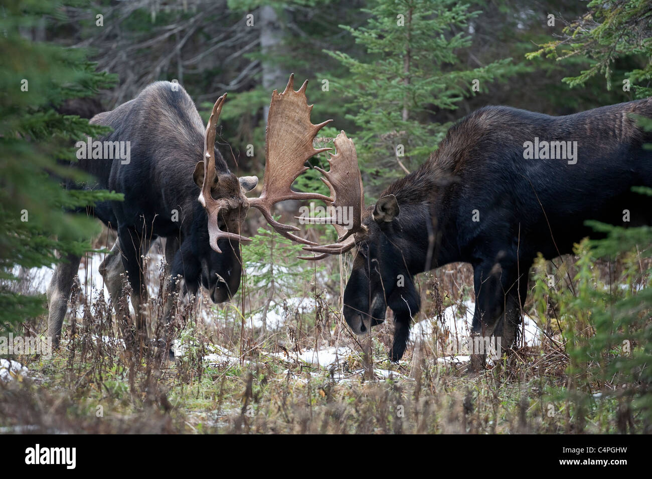 Fighting mating season hi-res stock photography and images - Alamy