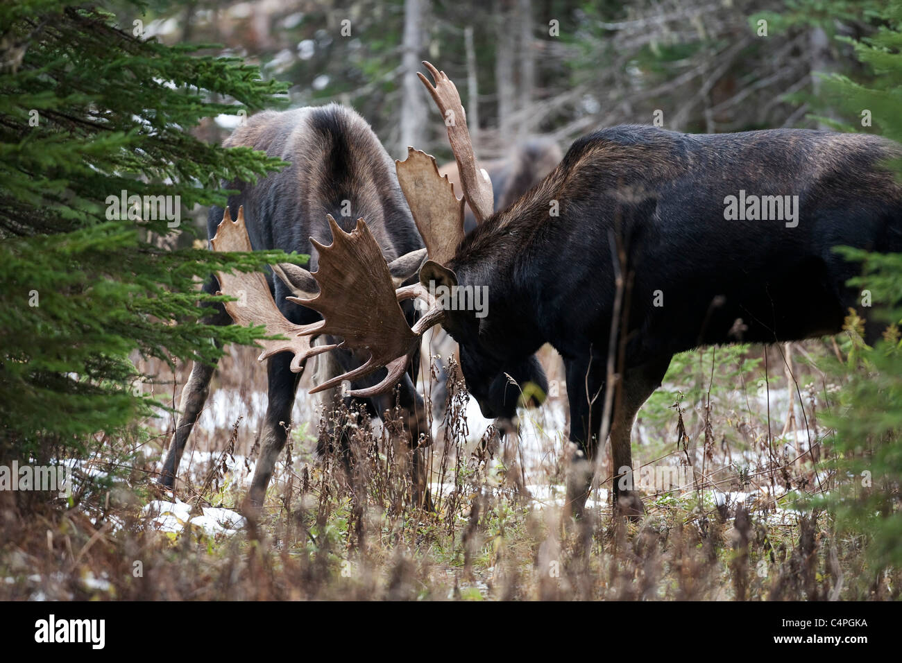 During fighting hi-res stock photography and images - Alamy