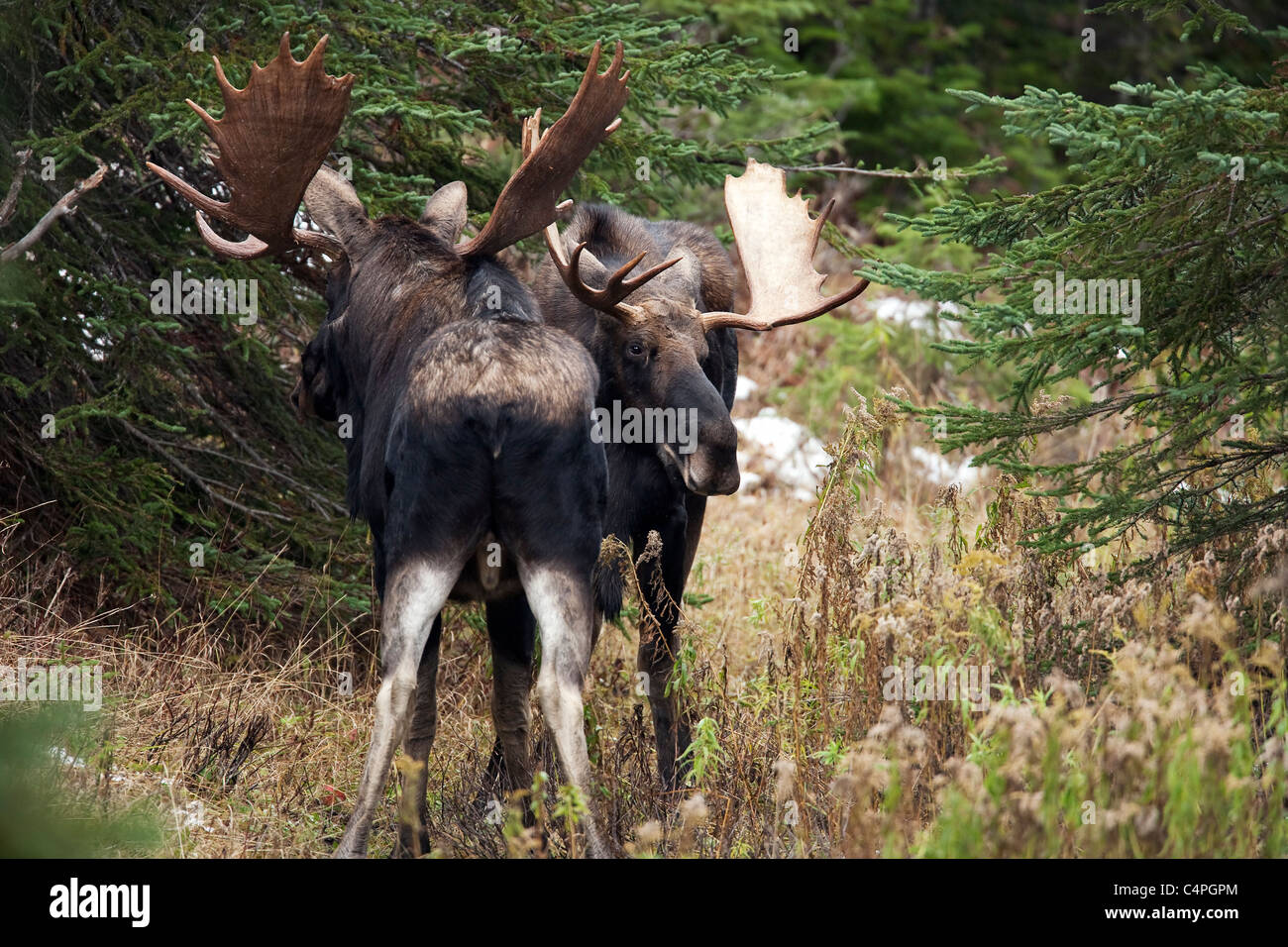 Moose Fighting Canada High Resolution Stock Photography and Images - Alamy