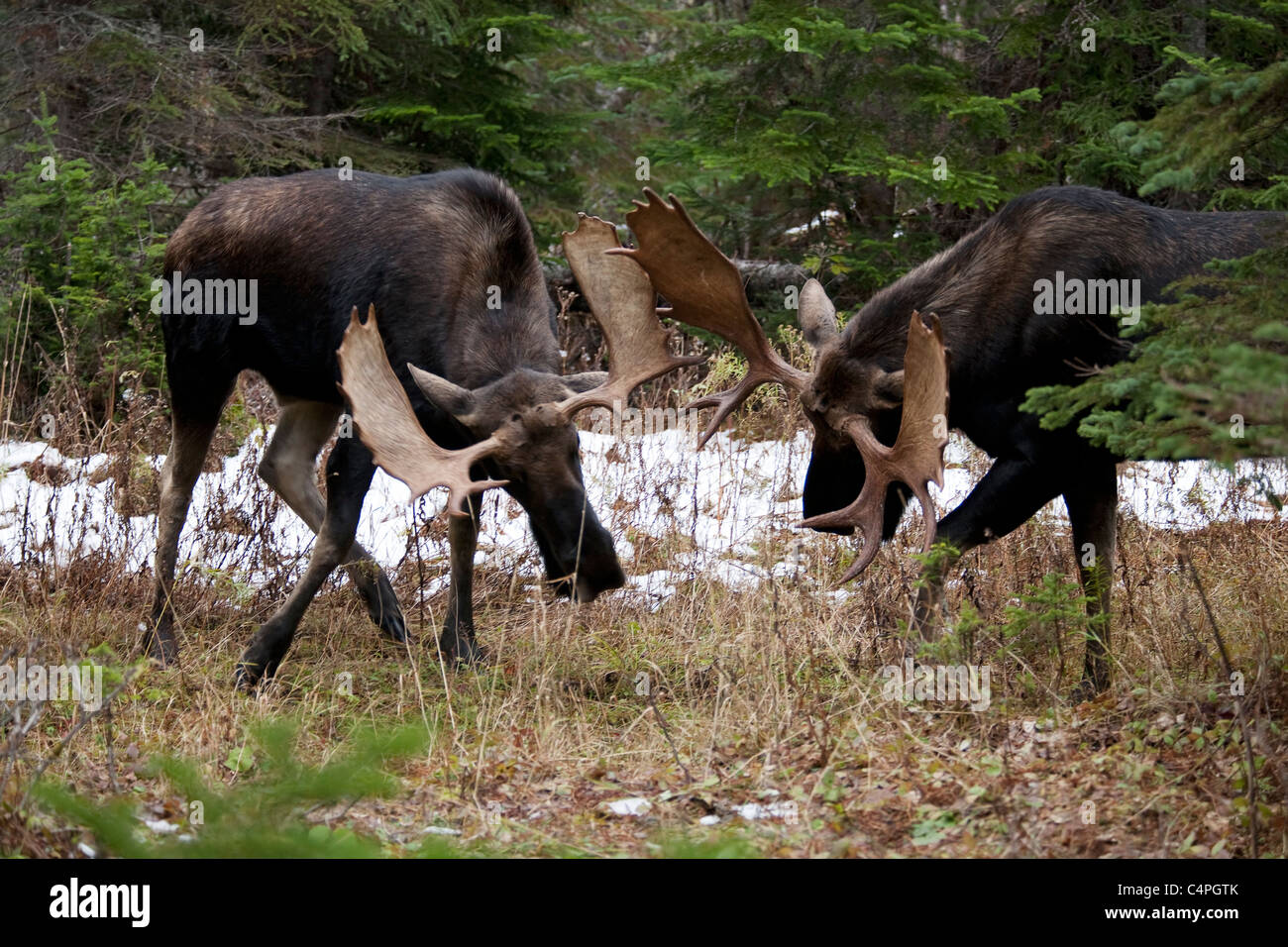 Moose fighting canada hi-res stock photography and images - Alamy