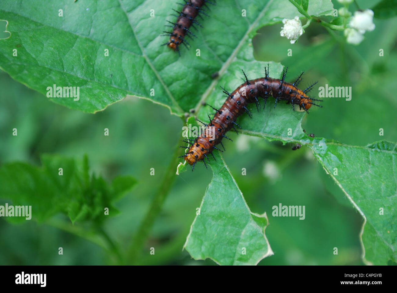 Caterpillar close up hi-res stock photography and images - Alamy