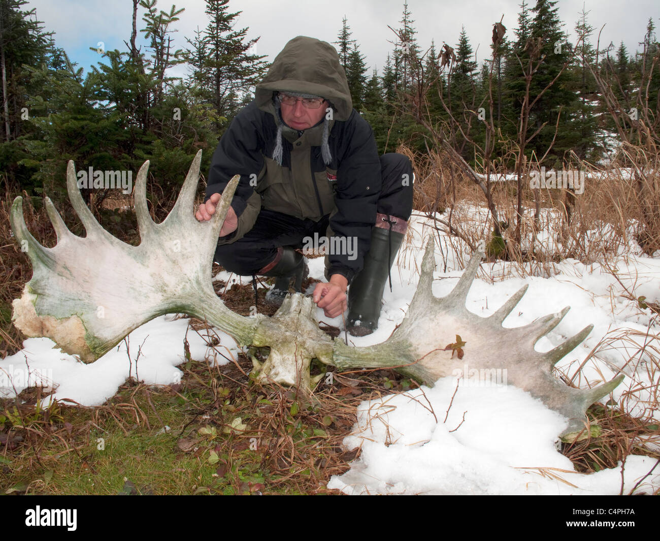 Canada moose travel animal antlers hi-res stock photography and images ...