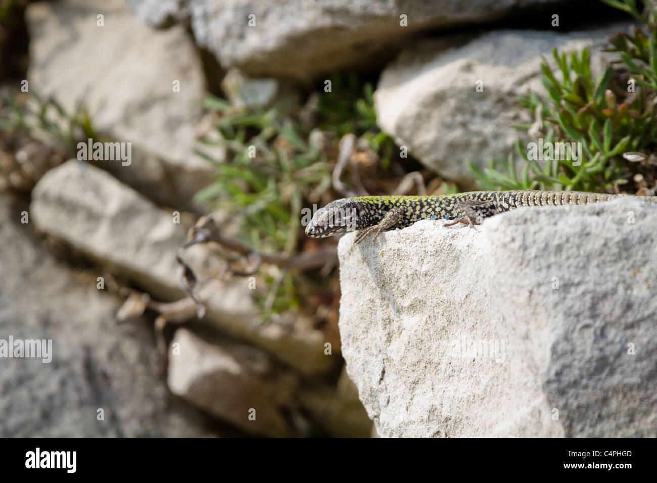 Coastal habitat hi-res stock photography and images - Alamy