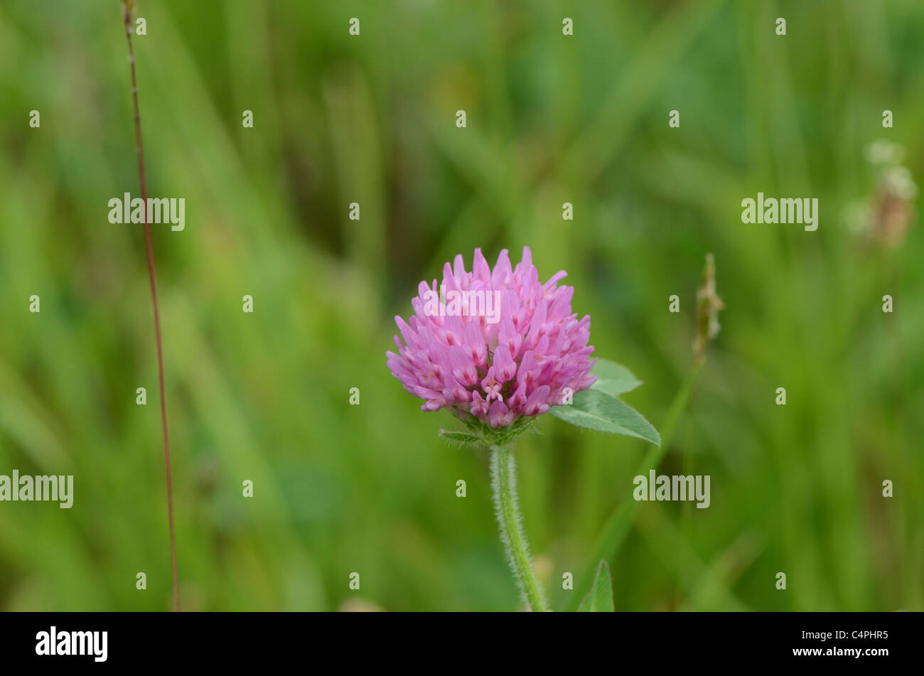 Pink clover hi-res stock photography and images - Alamy