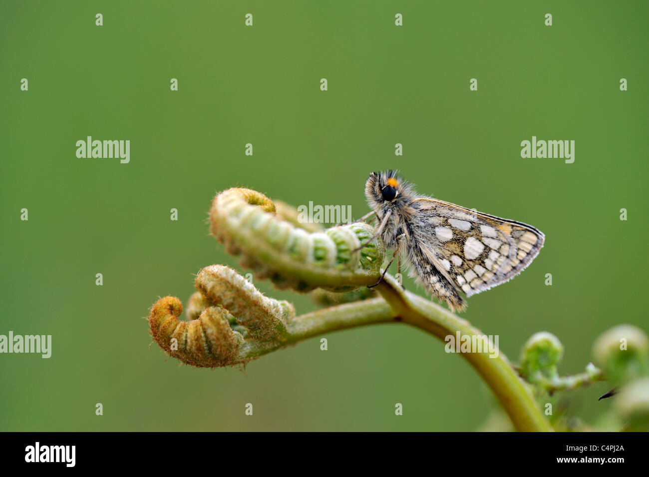 Chequered Skipper Butterfly (Carterocephalus palaemon Stock Photo - Alamy