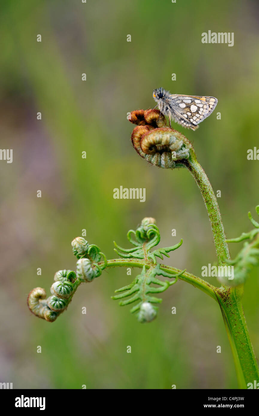 Chequered Skipper Butterfly (Carterocephalus palaemon Stock Photo - Alamy