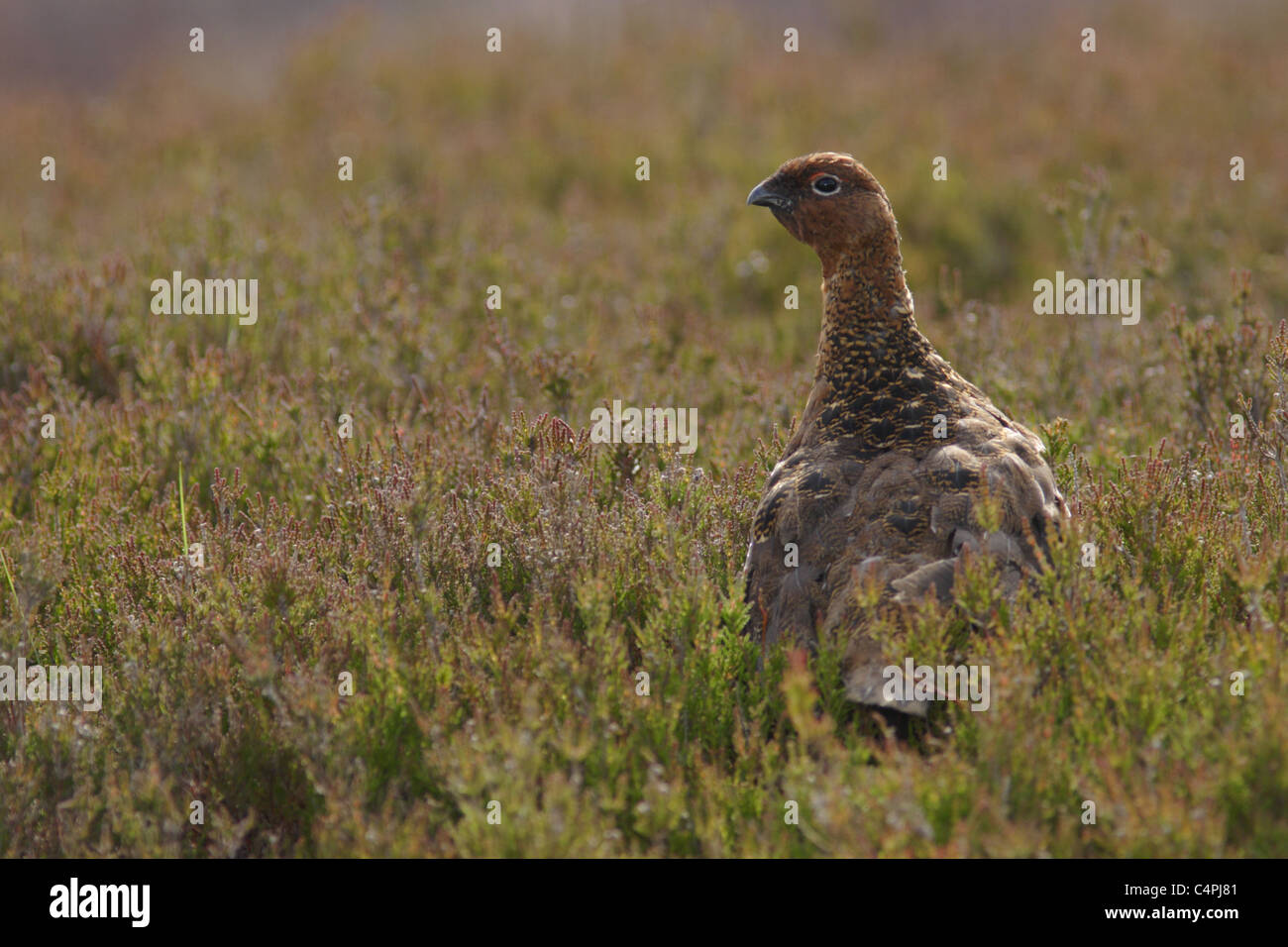 Red Grouse (Lagopus lagopus scoticus) female, in heather, Yorkshire ...