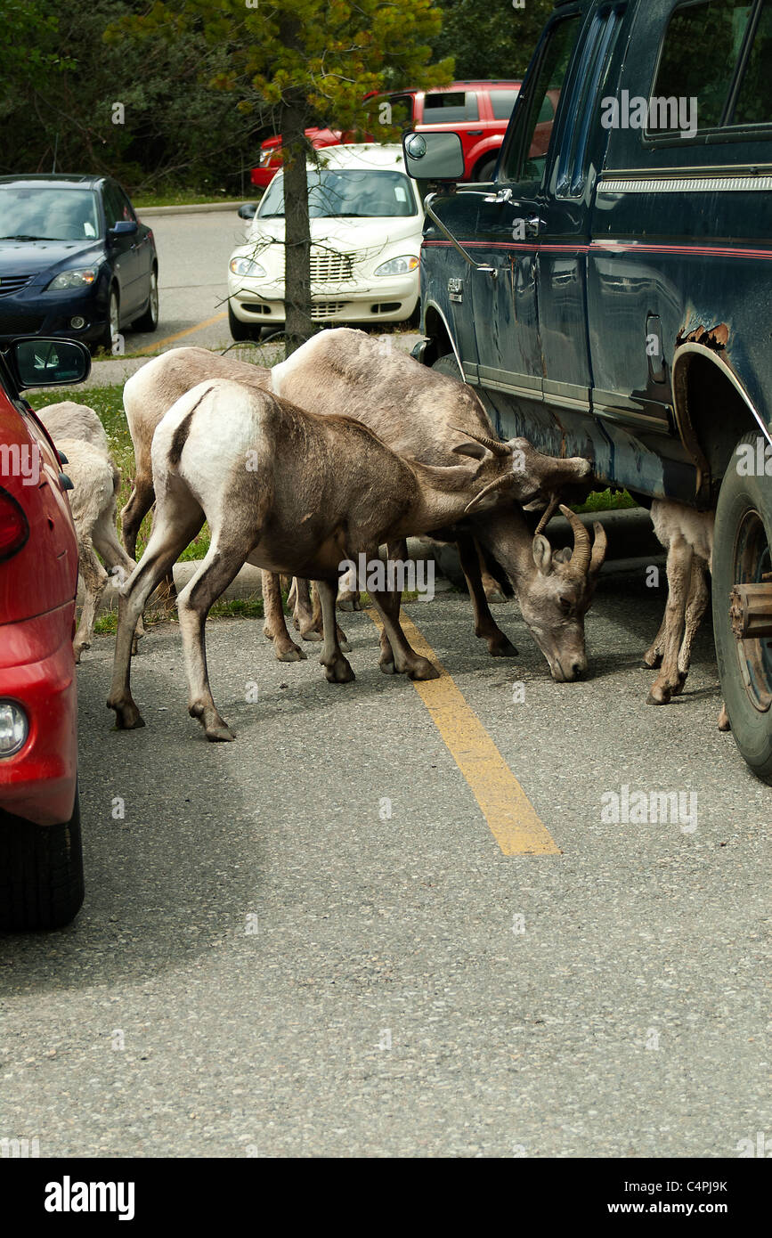 Mountain sheep licking salt from pavement, Jasper National Park ...