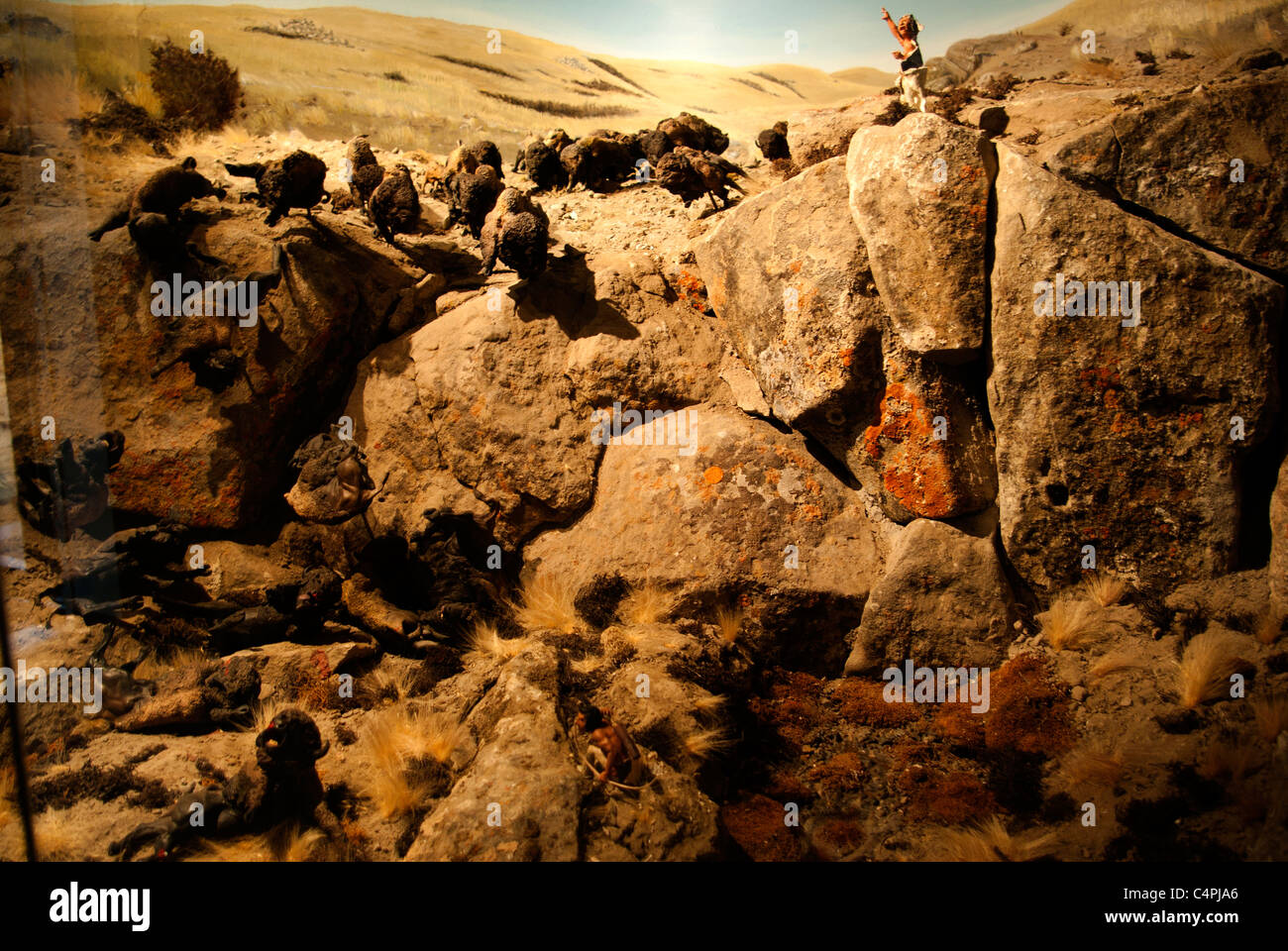 Diorama of Plains Indian buffalo culture, Head-Smashed-In Buffalo Jump ...