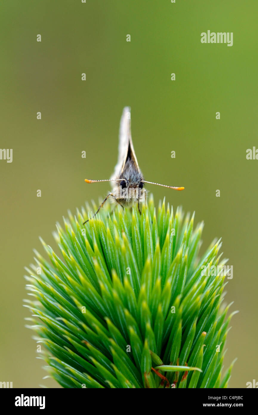 Chequered Skipper Butterfly (Carterocephalus palaemon Stock Photo - Alamy