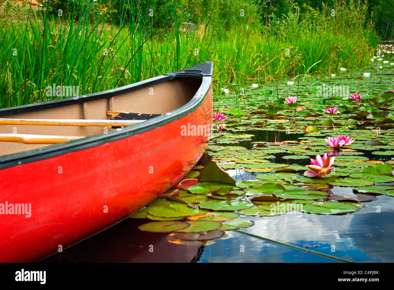 Red canoe amongst water lilies Stock Photo - Alamy