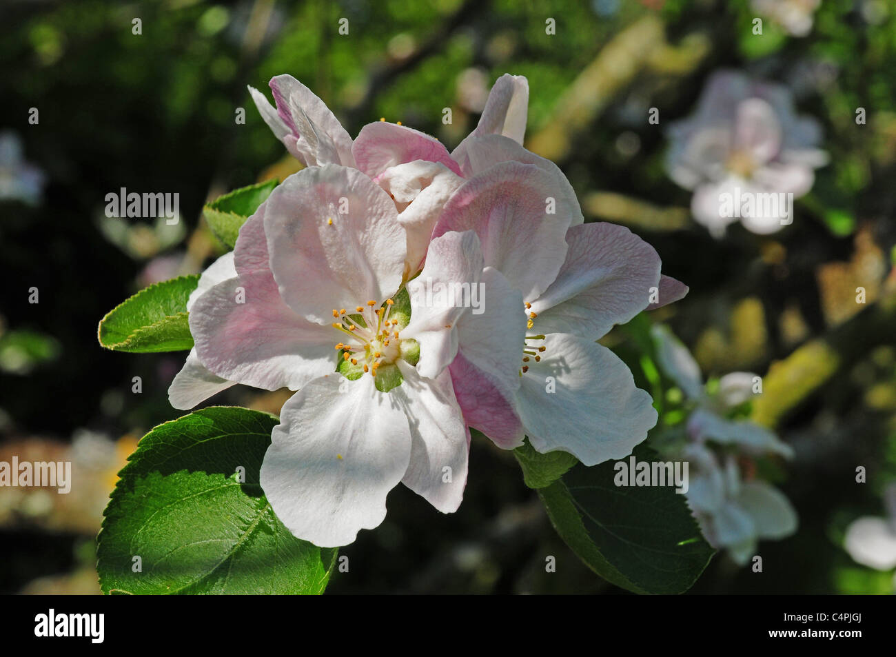Flowers of Apple Bramley Seedling Malus domesticus Stock Photo - Alamy
