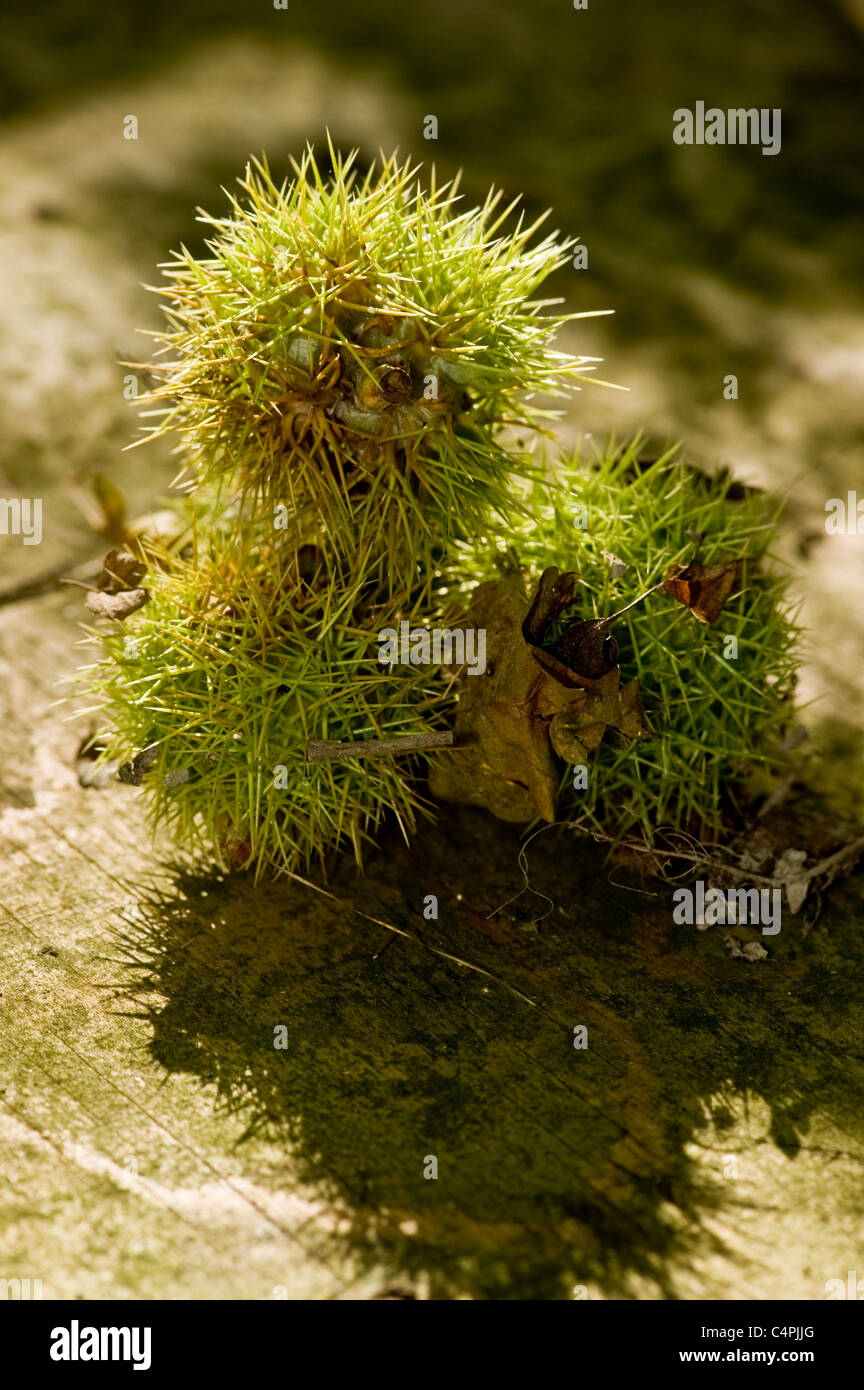 Spiky Chestnut High Resolution Stock Photography and Images - Alamy
