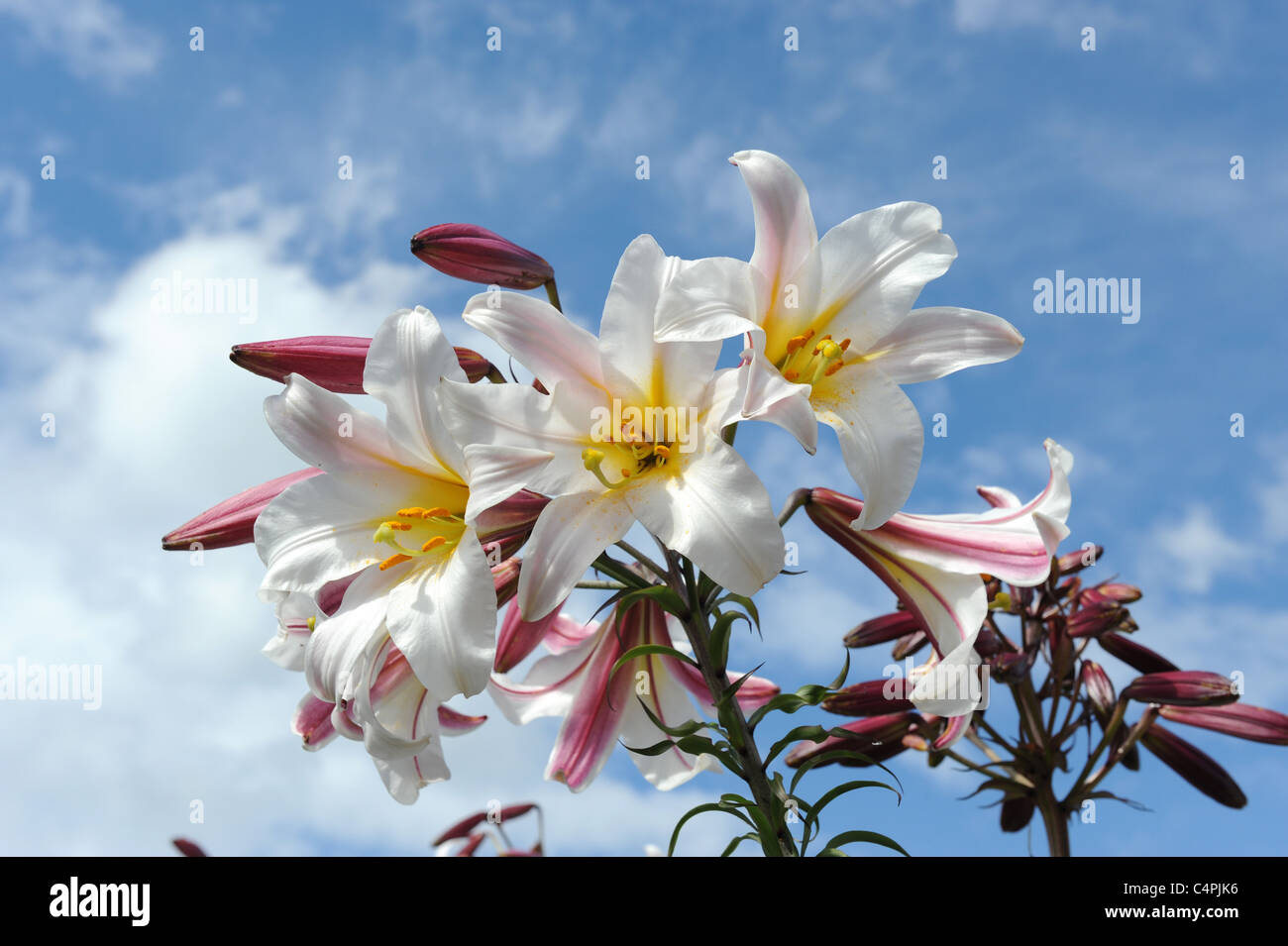 Lilium regale or Regal Lily Stock Photo - Alamy