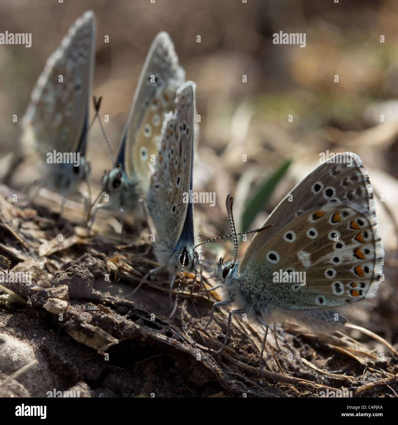 Male adonis blue butterflies (Lysandra bellargus Stock Photo - Alamy