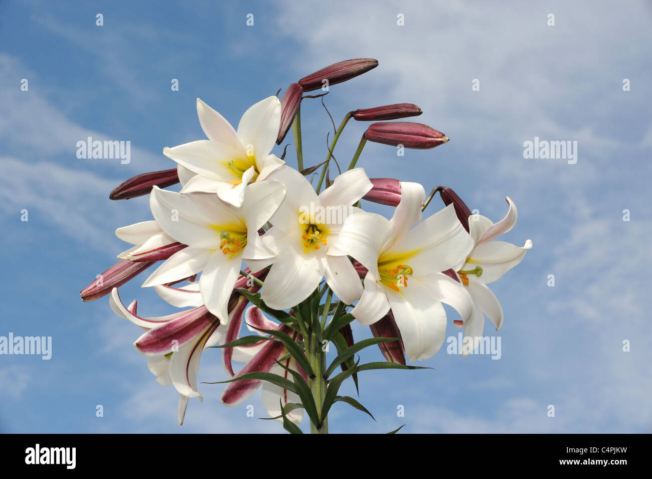 Lilium regale or Regal Lily Stock Photo - Alamy