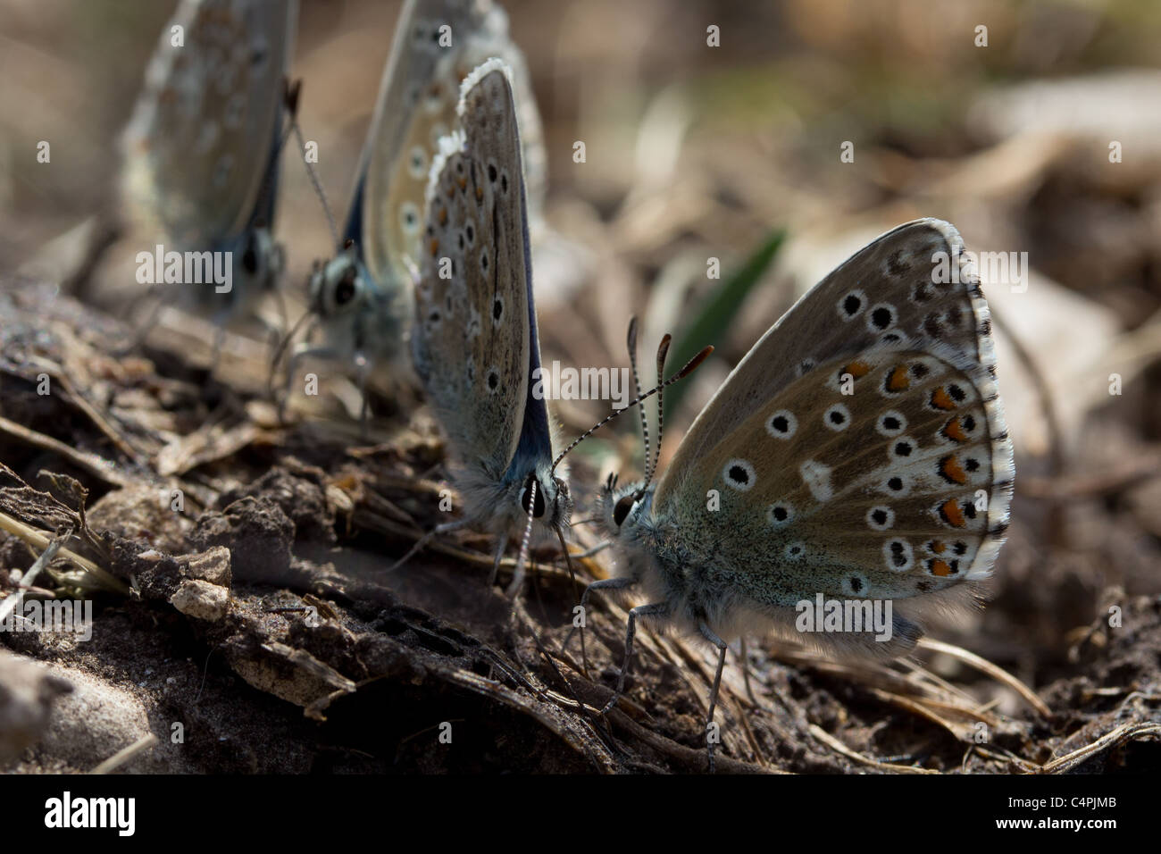 Male adonis blue butterflies (Lysandra bellargus Stock Photo - Alamy