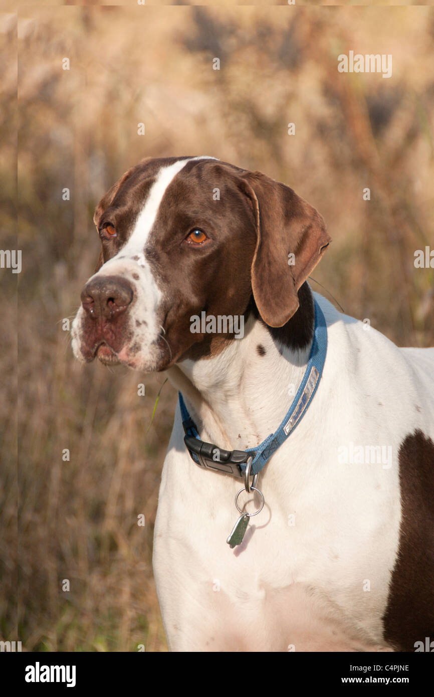 English pointer dog hi-res stock photography and images - Alamy