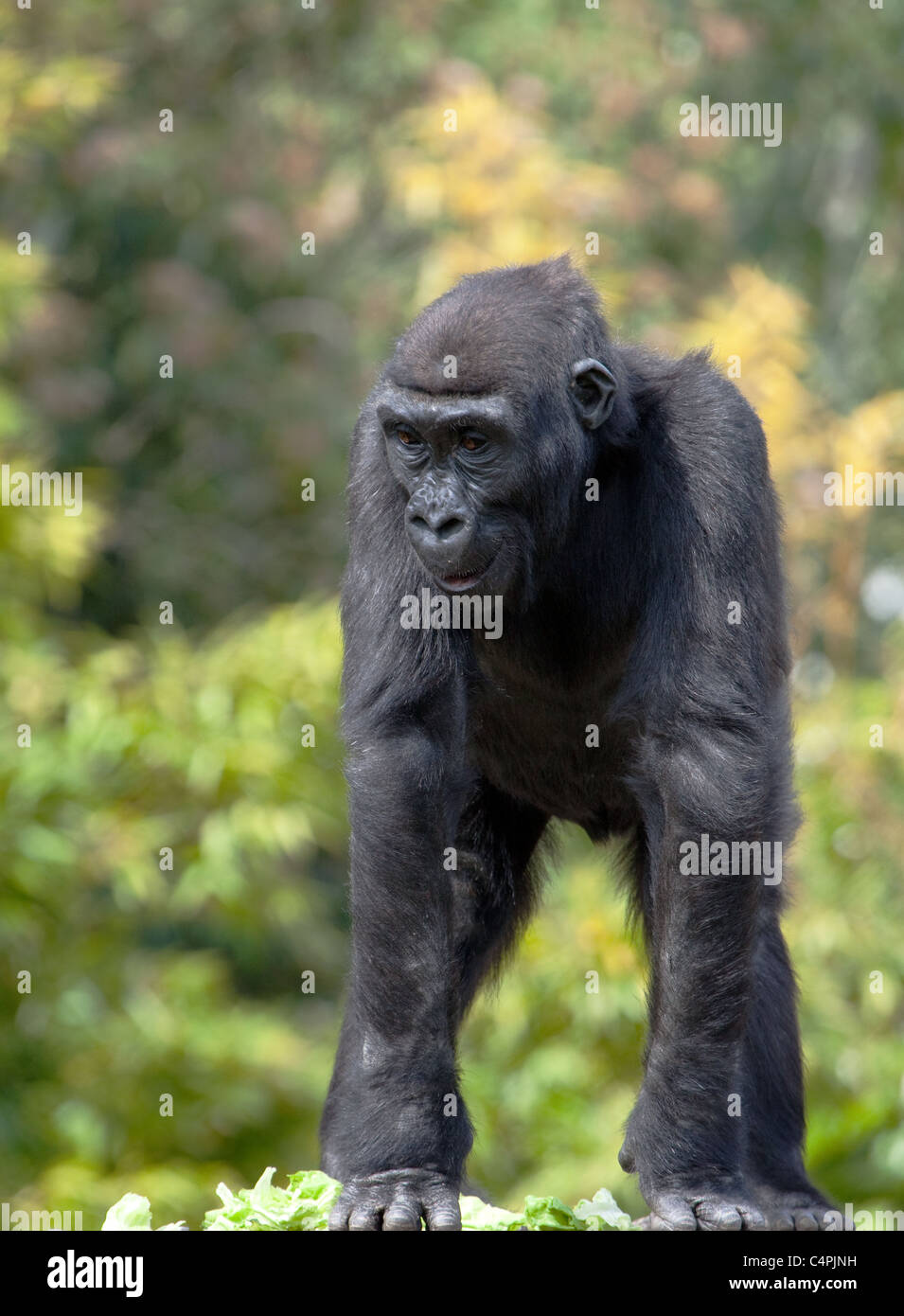 A portrait view of a Young Western Lowland Gorilla Stock Photo - Alamy