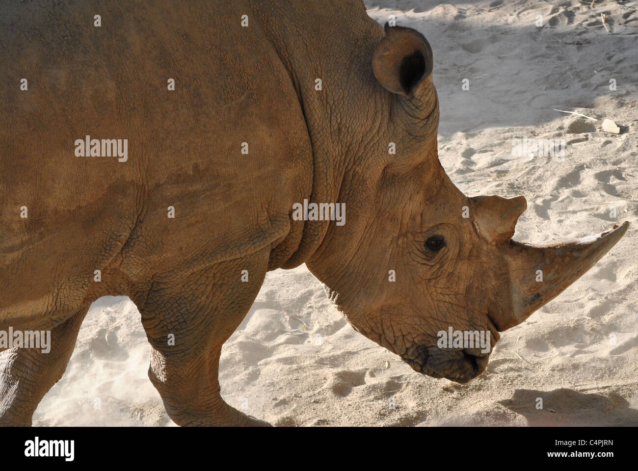 Rinoceront hi-res stock photography and images - Alamy