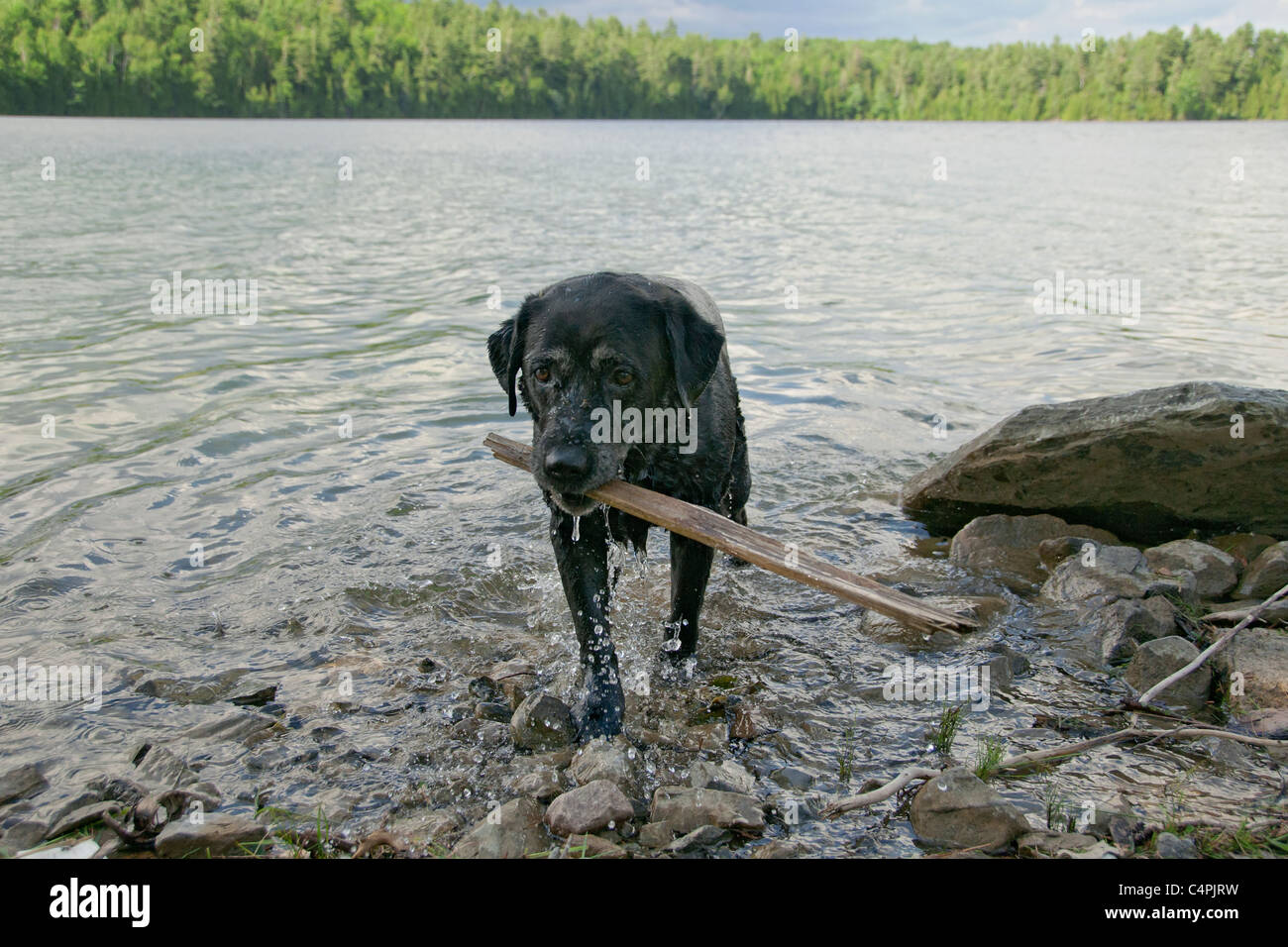 Black Labrador retriever dog retrieving stick from water, southeastern ...