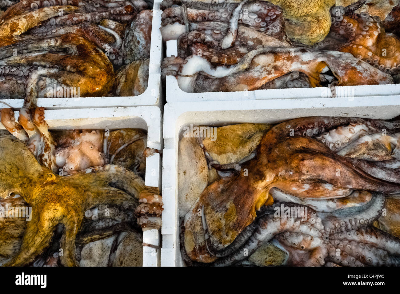 Crane octopus hi-res stock photography and images - Alamy