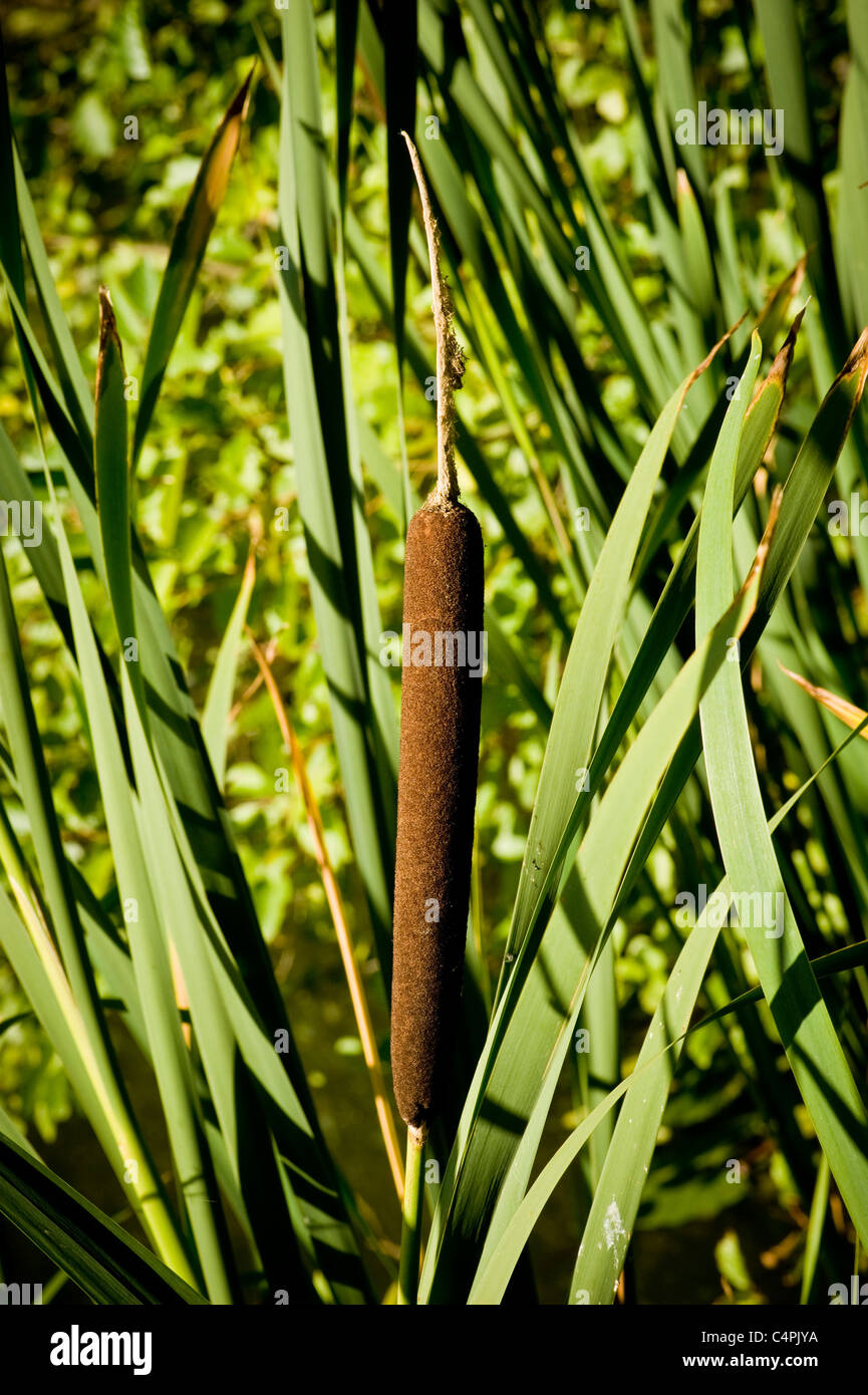Bulrush flower hi-res stock photography and images - Alamy