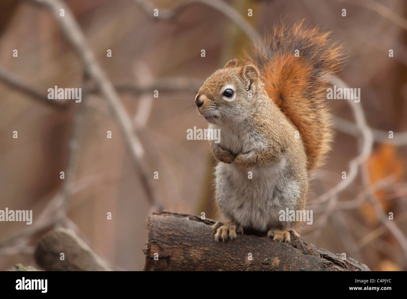 Standing red squirrel hi-res stock photography and images - Alamy