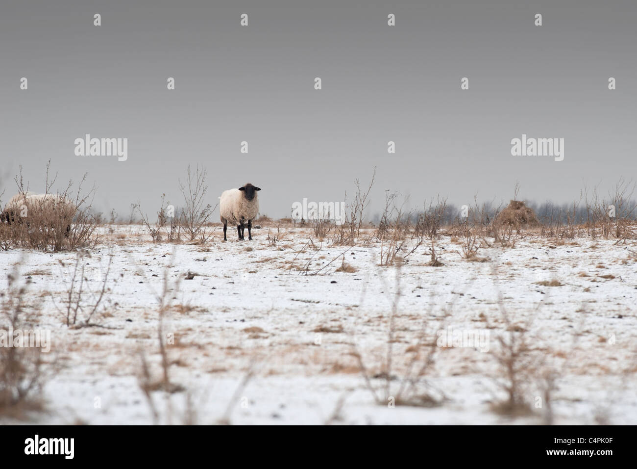 Open for sheep hi-res stock photography and images - Alamy