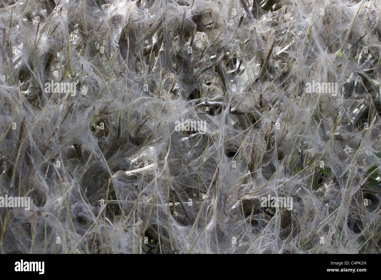 Moth Web Stock Photos & Moth Web Stock Images - Alamy