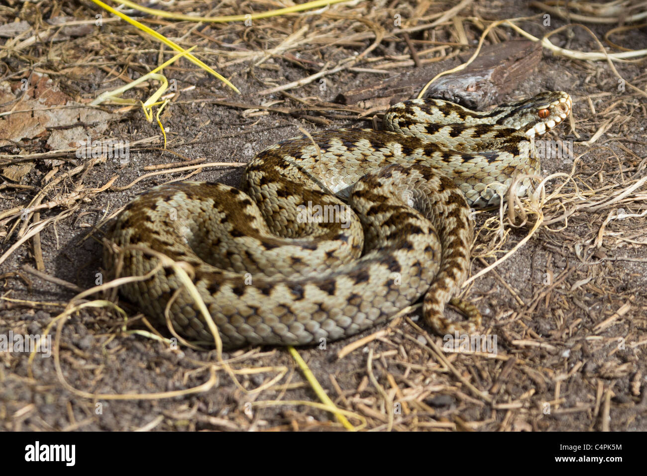 Vipera berus uk hi-res stock photography and images - Alamy