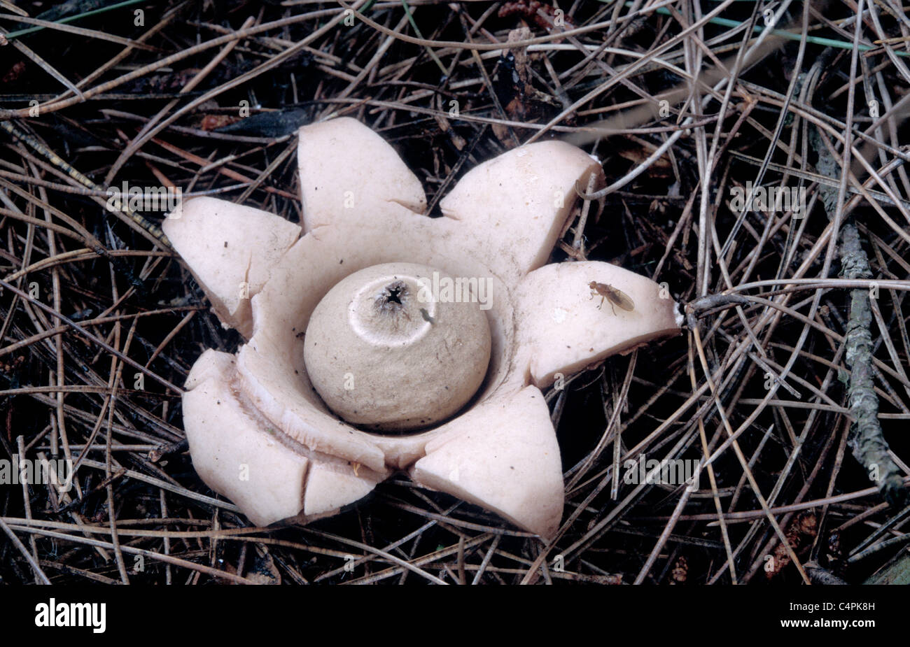 Earth Star Mushroom Geastrum rufescens Stock Photo - Alamy